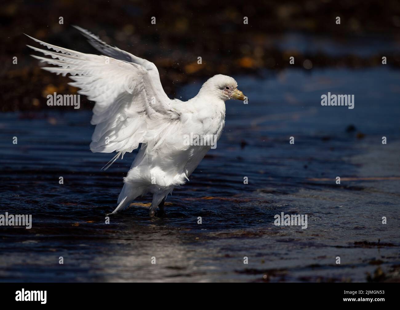 The snowy sheathbill (Chionis albus) is the only land bird native to ...