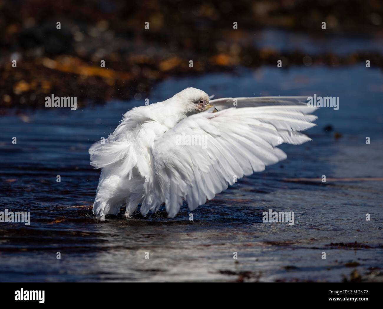 The snowy sheathbill (Chionis albus) is the only land bird native to ...