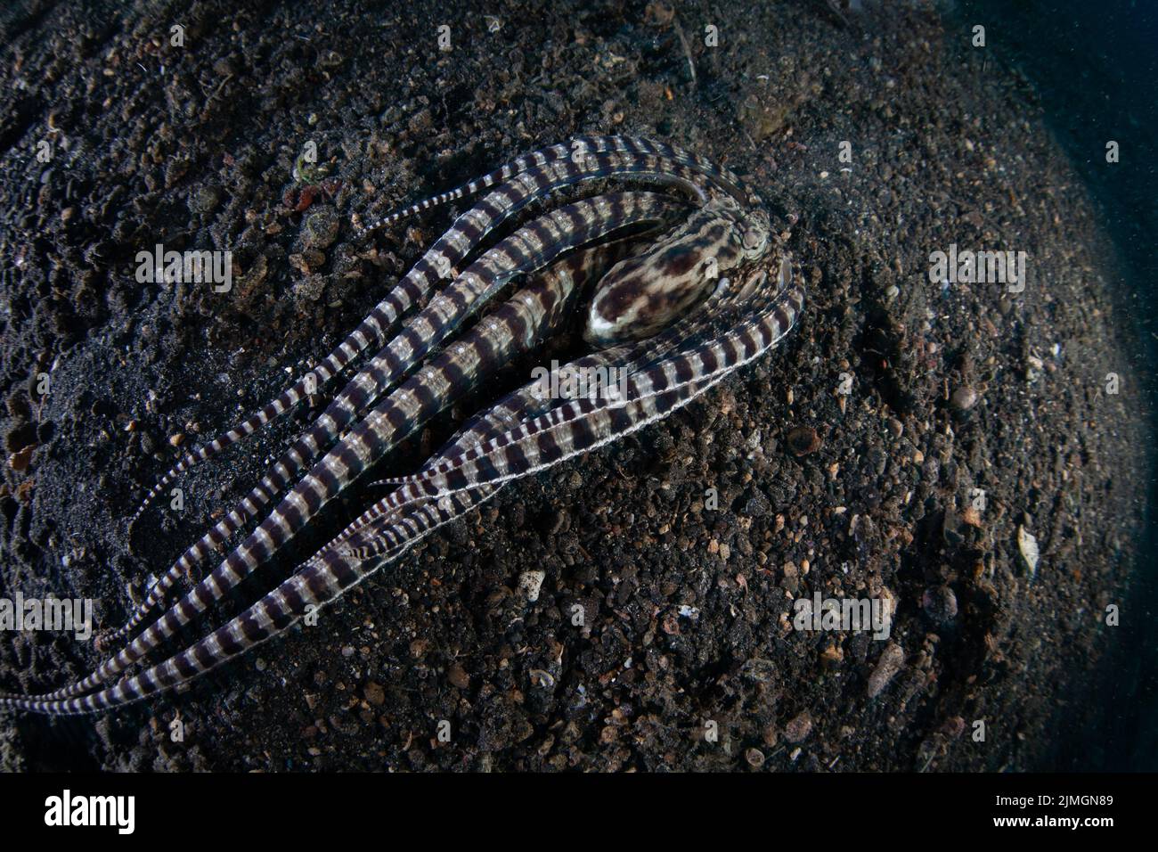 A Mimic octopus, Thaumoctopus mimicus, is found crawling across the ...