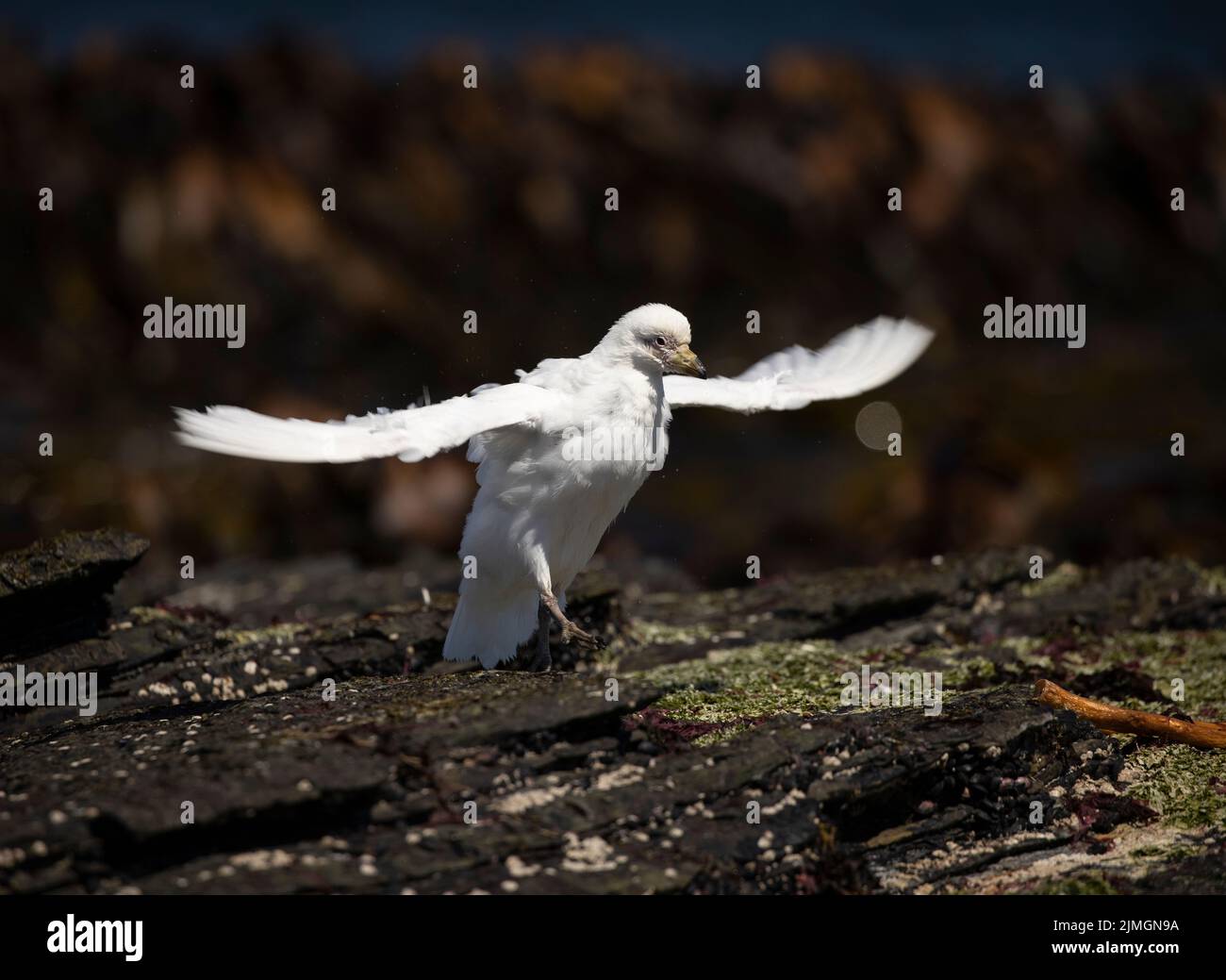 The snowy sheathbill (Chionis albus) is the only land bird native to ...