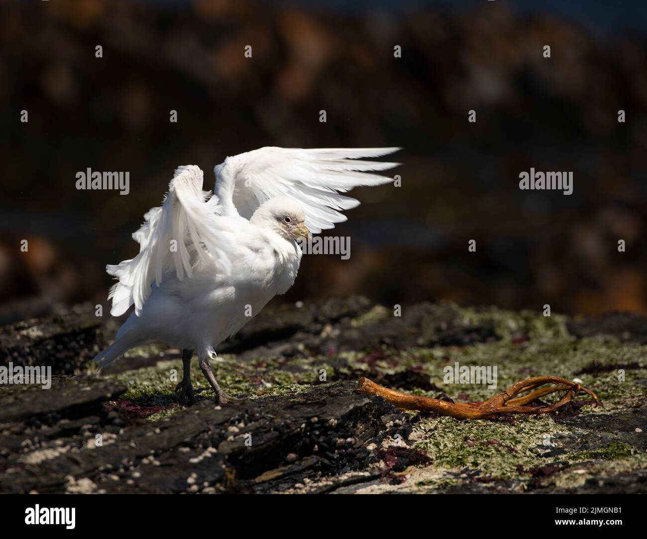 The snowy sheathbill (Chionis albus) is the only land bird native to ...