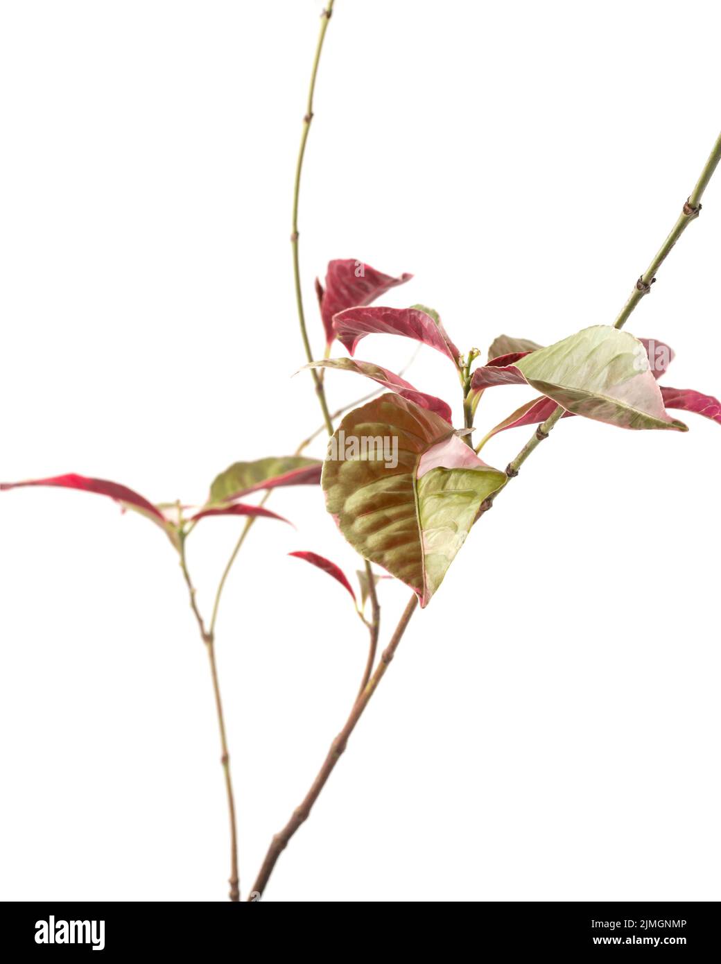 photinia pink marble plant, also known as christmas berry, colorful ...