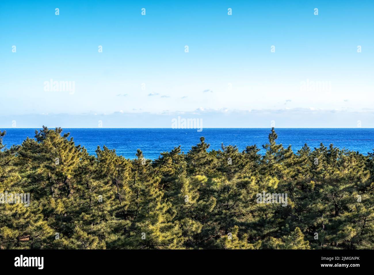 Pine tree forest and ocean Stock Photo - Alamy