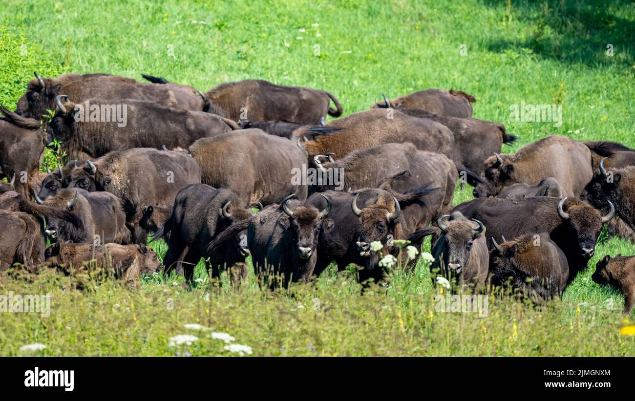 European Bison (Bison bonasus) herd in a meadow. The Bieszczady ...