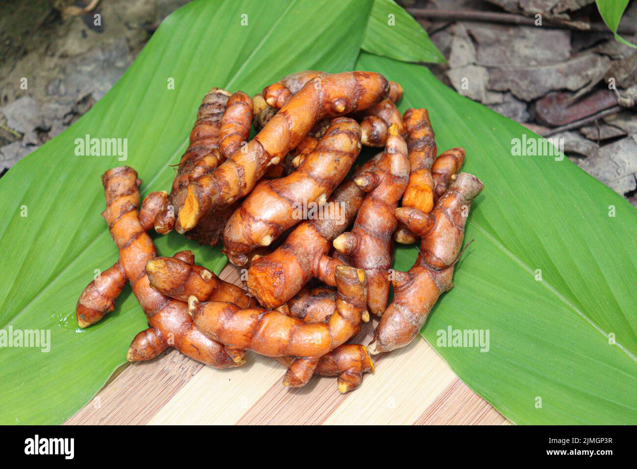 raw turmeric stock with tree on farm for harvest Stock Photo - Alamy