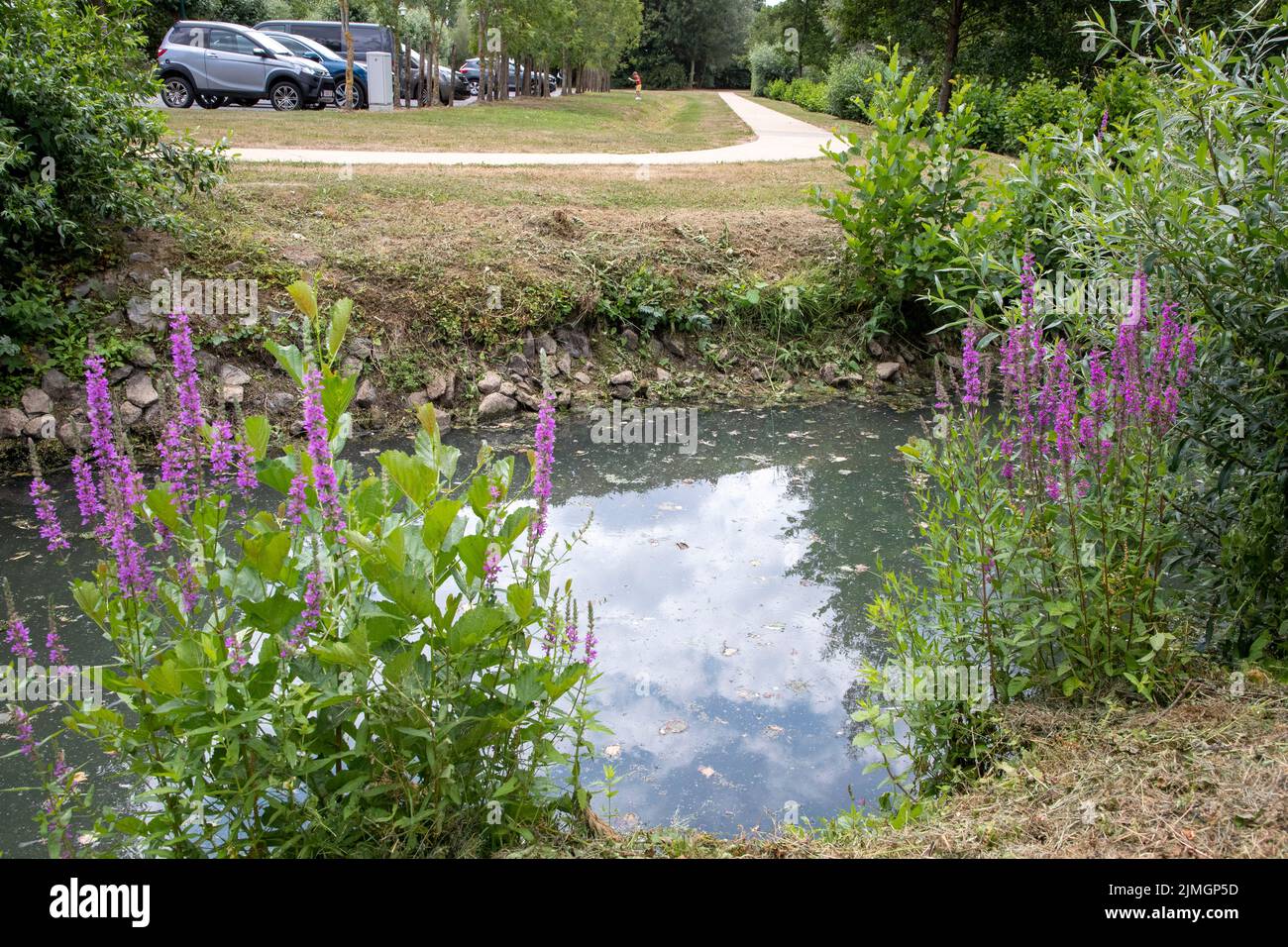 Illustration picture shows stagnant water near an overflow of the the ...