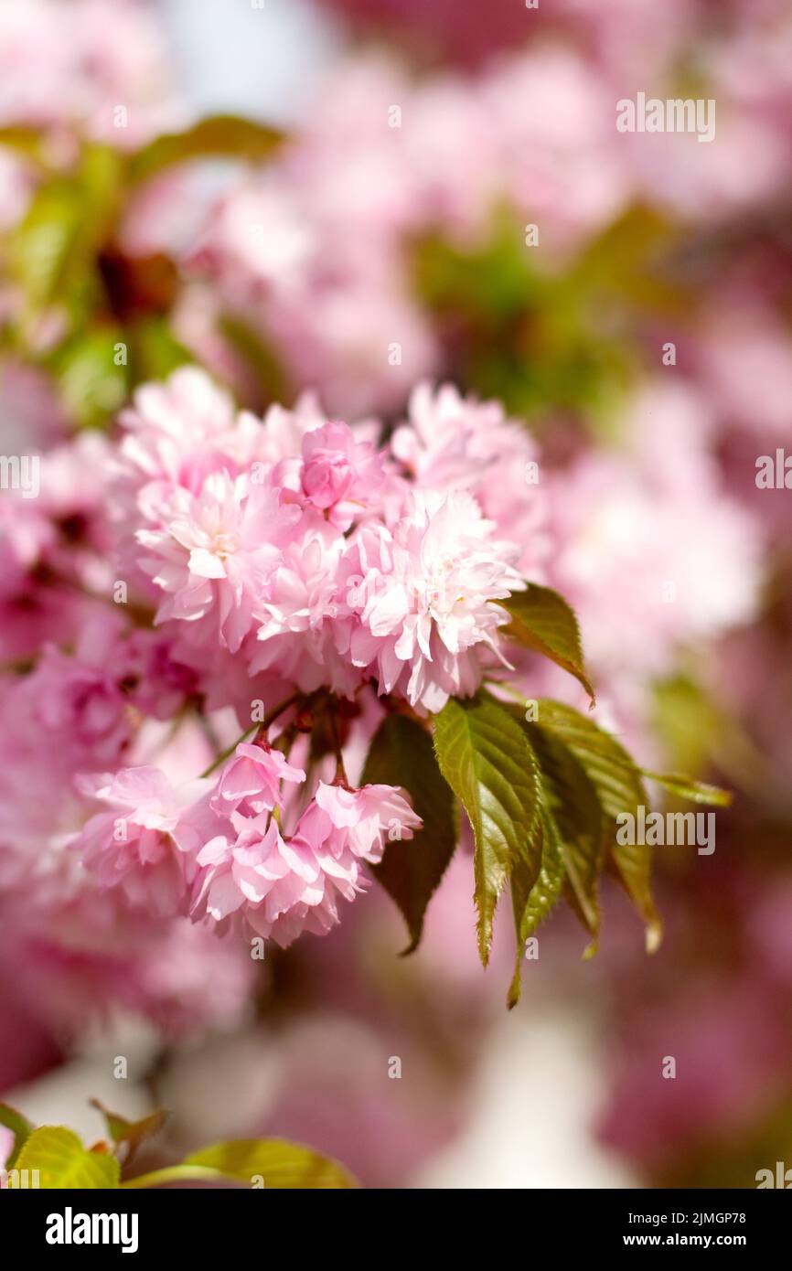 Pink cherry blossom branch, sakura flowers Stock Photo - Alamy