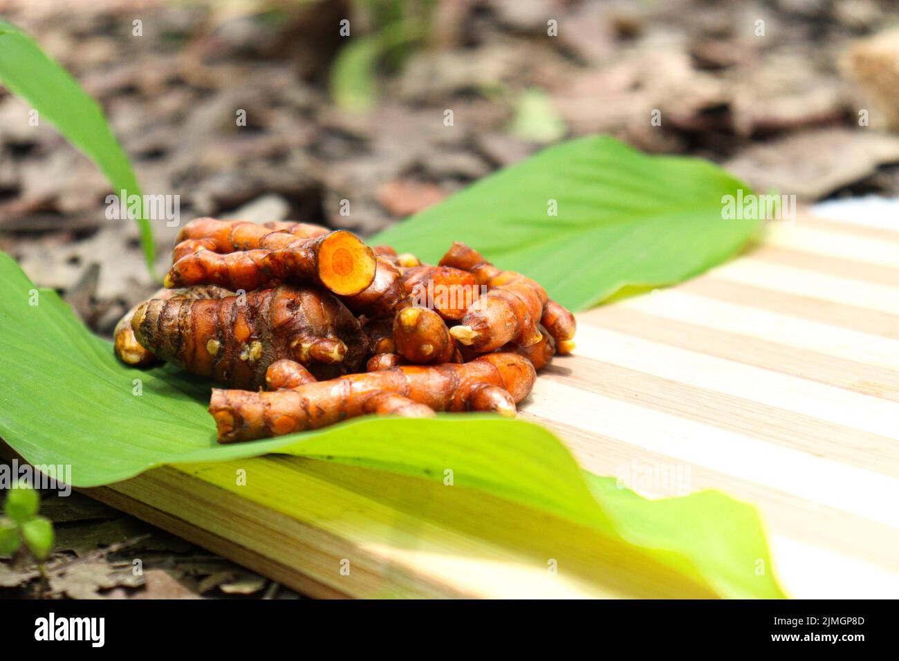 raw turmeric stock with leaf on farm for harvest Stock Photo - Alamy