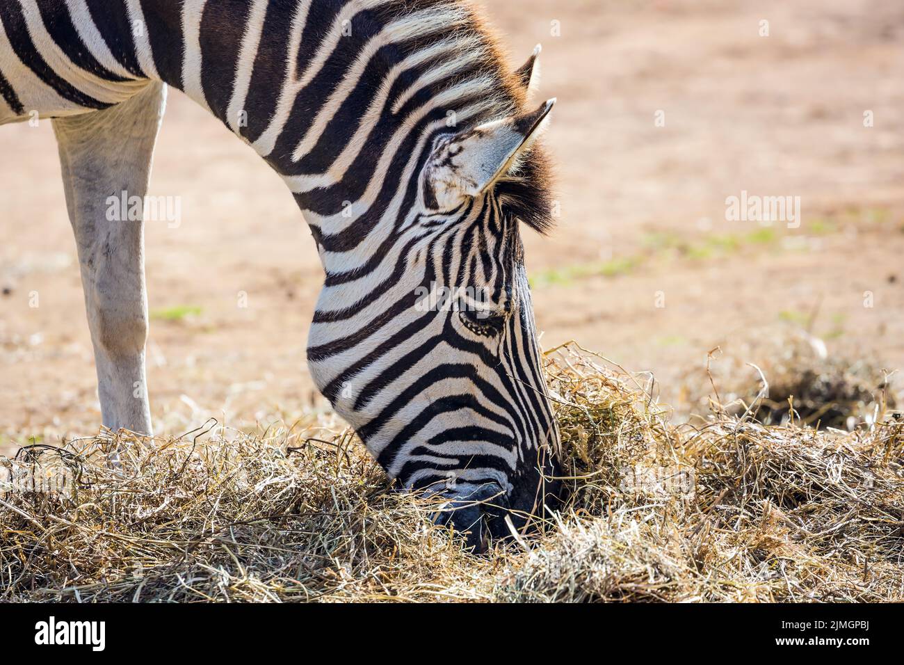 Auckland zoo new zealand hi-res stock photography and images - Alamy