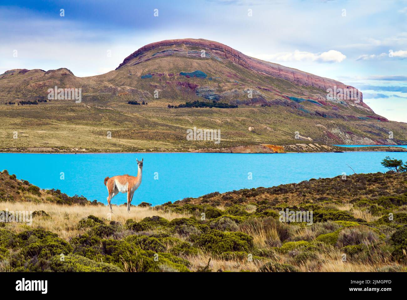 Guanaco that lives in South America Stock Photo - Alamy