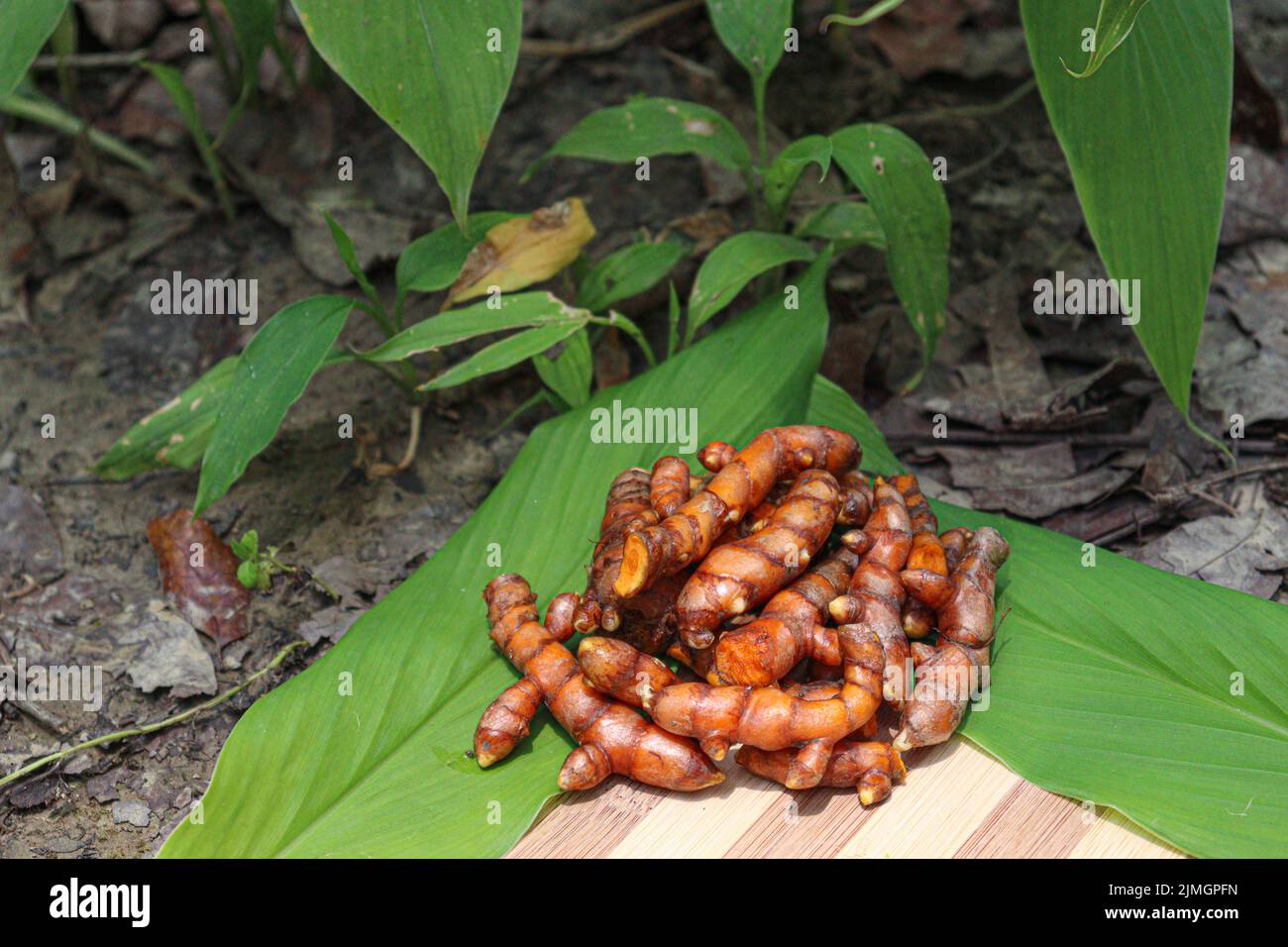 raw turmeric stock with tree on farm for harvest Stock Photo - Alamy