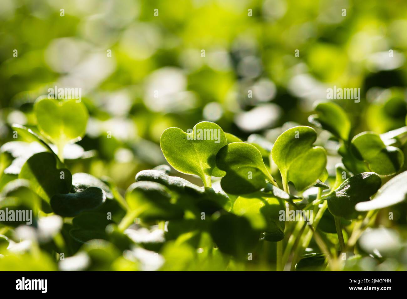 Microgreens growing in pot healthy eco food Stock Photo - Alamy