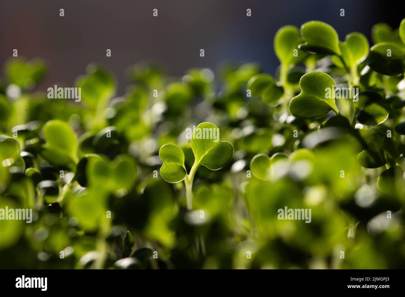 Microgreens growing in pot healthy eco food Stock Photo - Alamy
