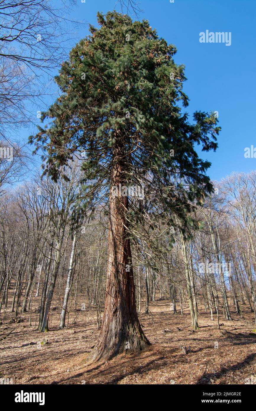 Giant Sequoias Trees (Sequoiadendron giganteum) or Sierran redwood ...