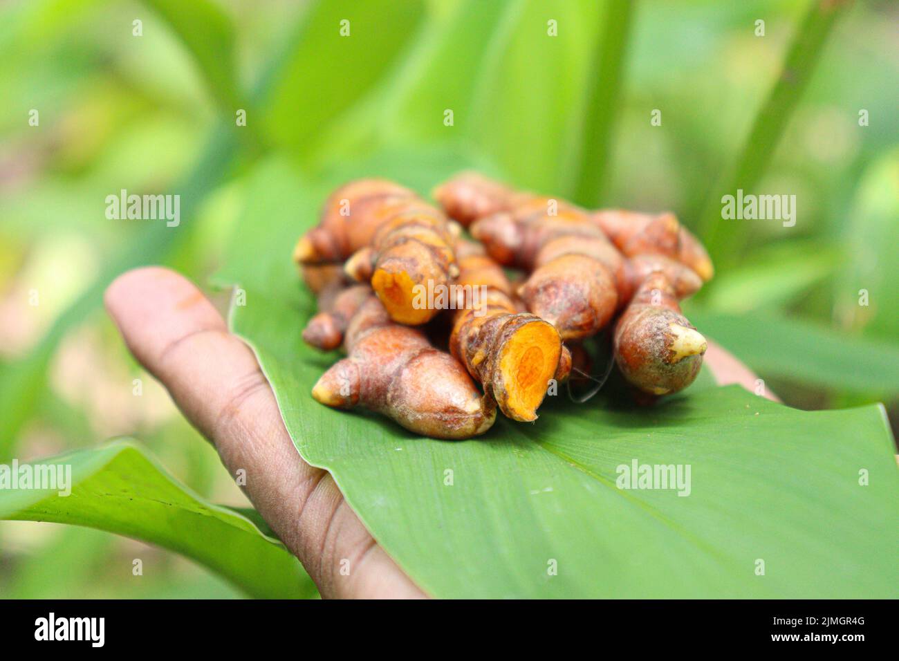 raw turmeric stock with tree on farm for harvest Stock Photo - Alamy