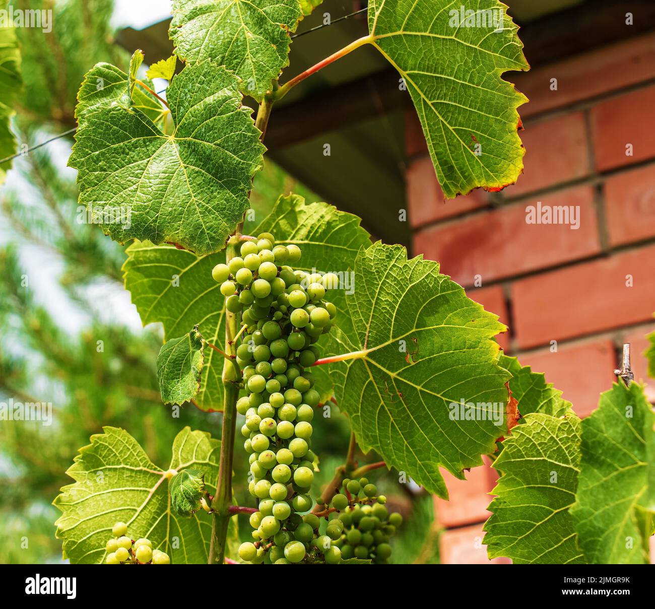 Bunches of unripe grapes. Vine and leaves. Green grapes. Close-up of grape berries Stock Photo ...