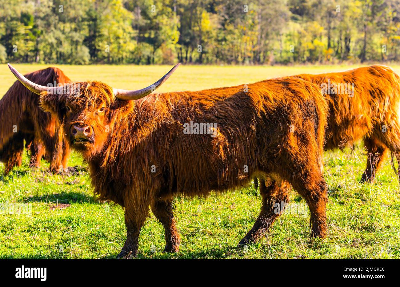 Colourful cows hi-res stock photography and images - Alamy