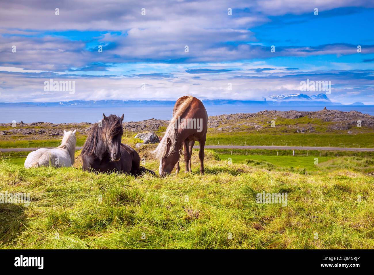 Beautiful Icelandic horses grazed Stock Photo - Alamy