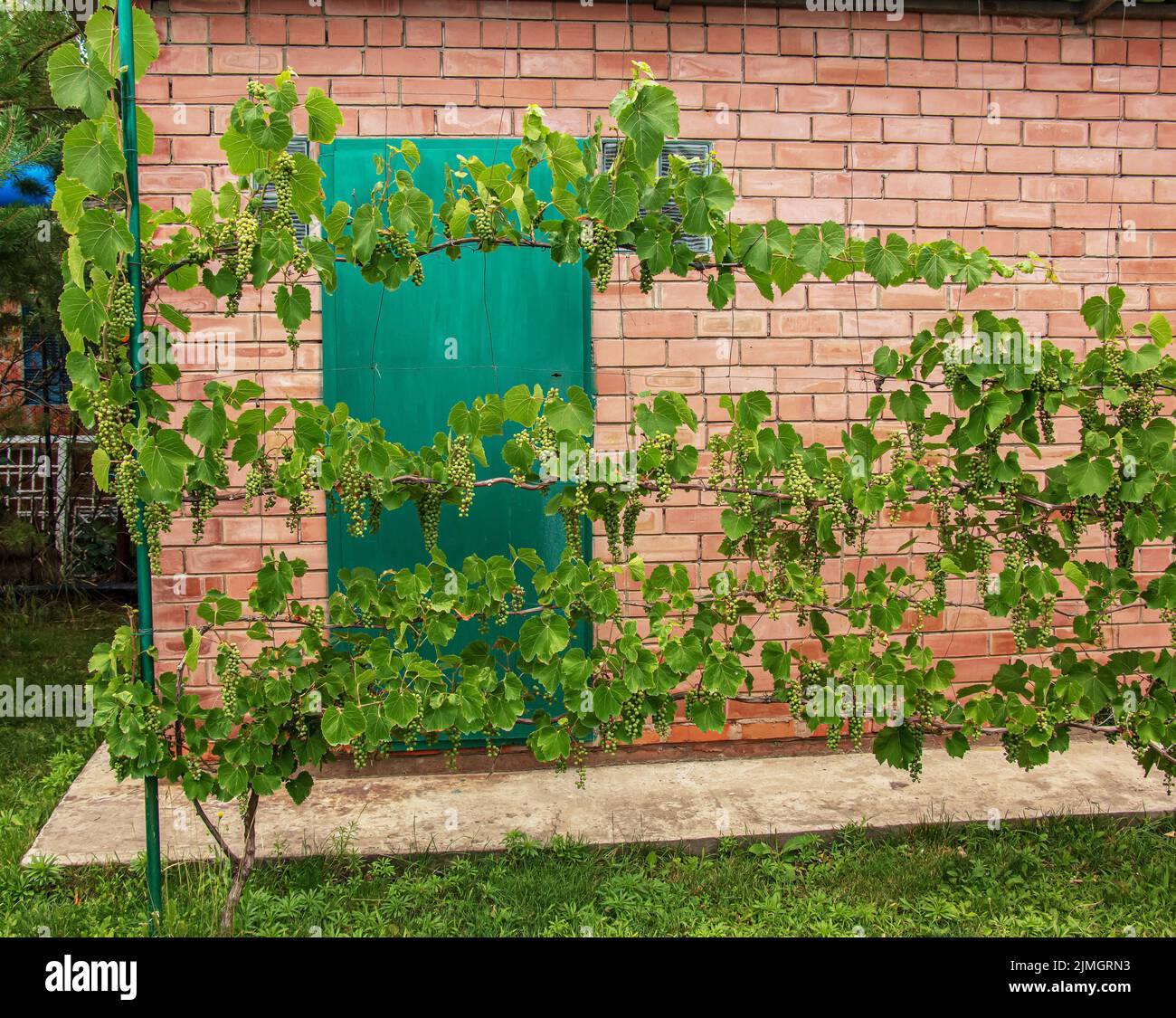 A young bush of wine grapes. The concept of wine production from ...