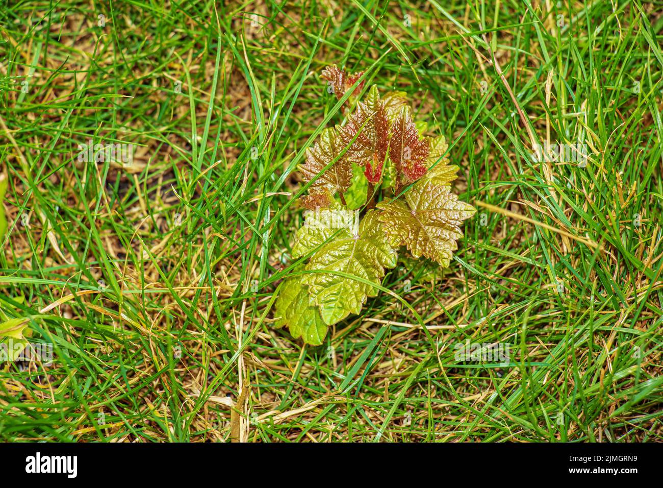 A young bush of wine grapes in green grass. The first leaves of the ...