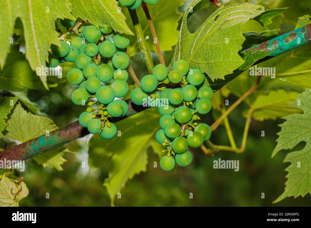 Bunches young ripening grapes hi-res stock photography and images - Alamy
