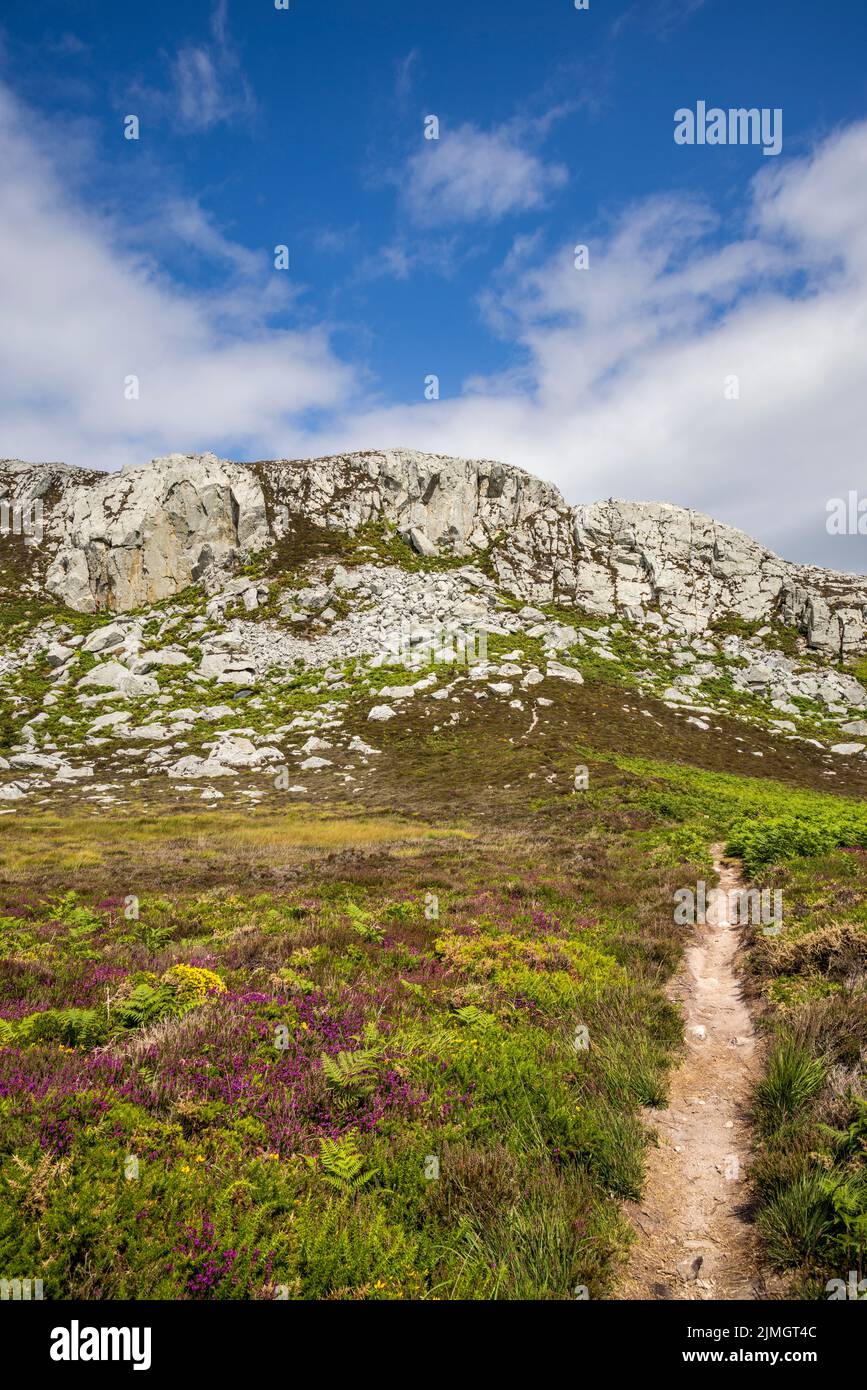 Flowering heather and quartzite rocks of Holyhead Mountain, Anglesey ...