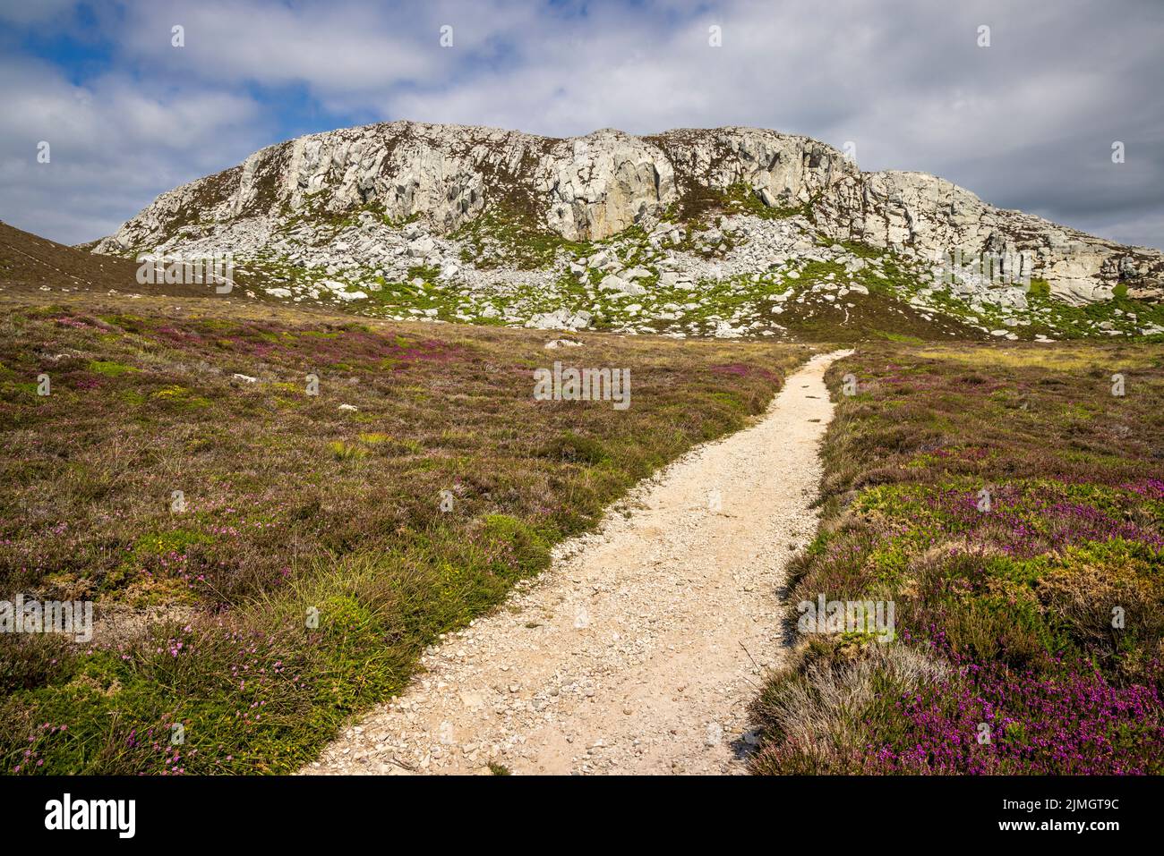 Flowering heather and quartzite rocks of Holyhead Mountain, Anglesey ...