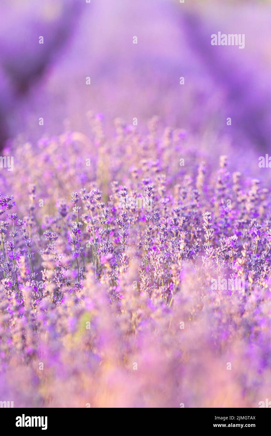 Lavandula purple texture close hi-res stock photography and images - Alamy