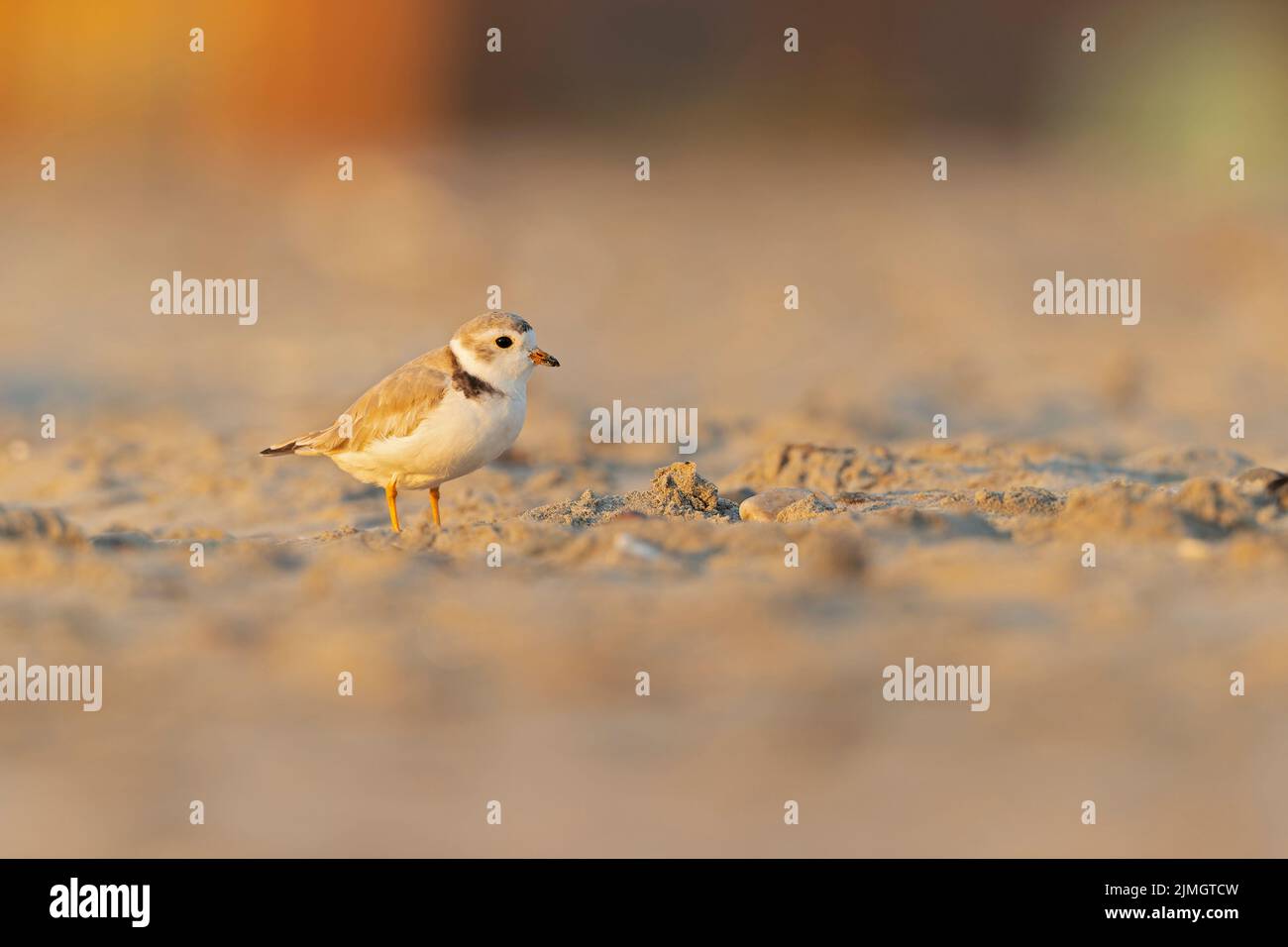 A piping plover (Charadrius melodus) foraging at golden light on the ...