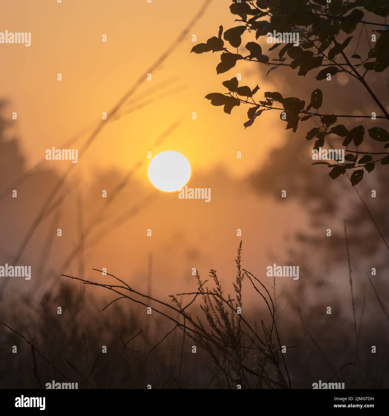 Sun in sky over park hi-res stock photography and images - Alamy