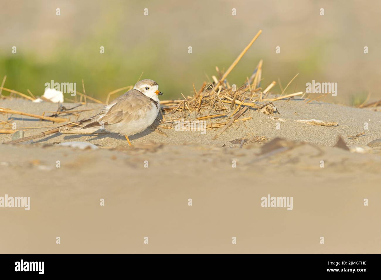 A piping plover (Charadrius melodus) resting in its environment Stock ...