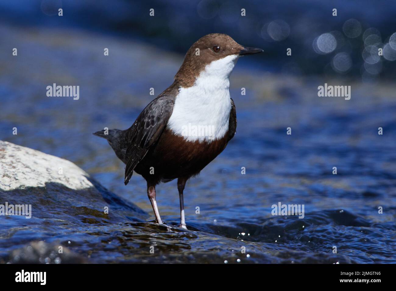 White-throated dipper in spring Stock Photo - Alamy