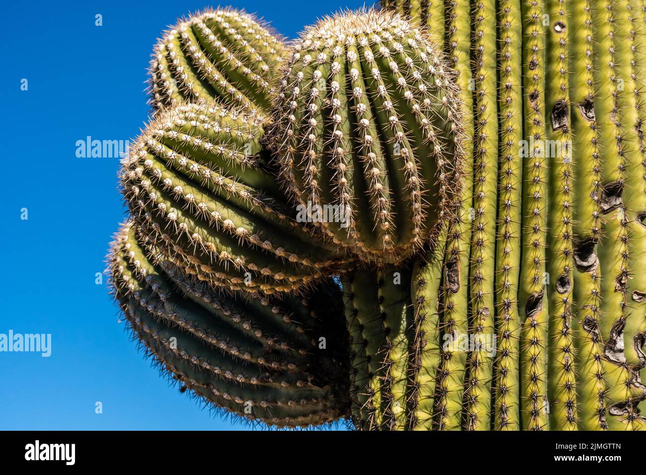 Long slender leaves hi-res stock photography and images - Alamy
