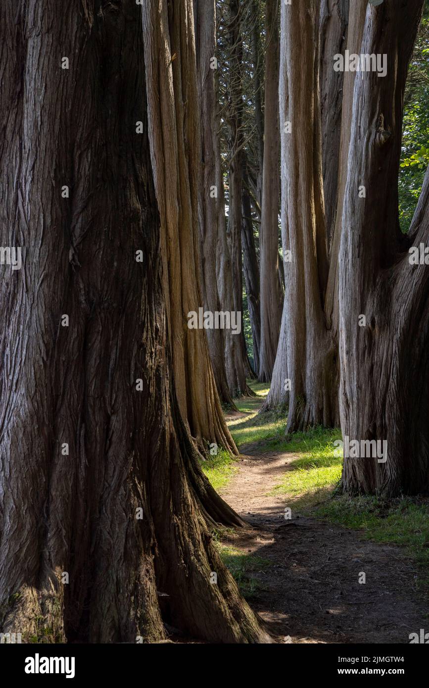 A sunlit path through densely packed trees Stock Photo - Alamy