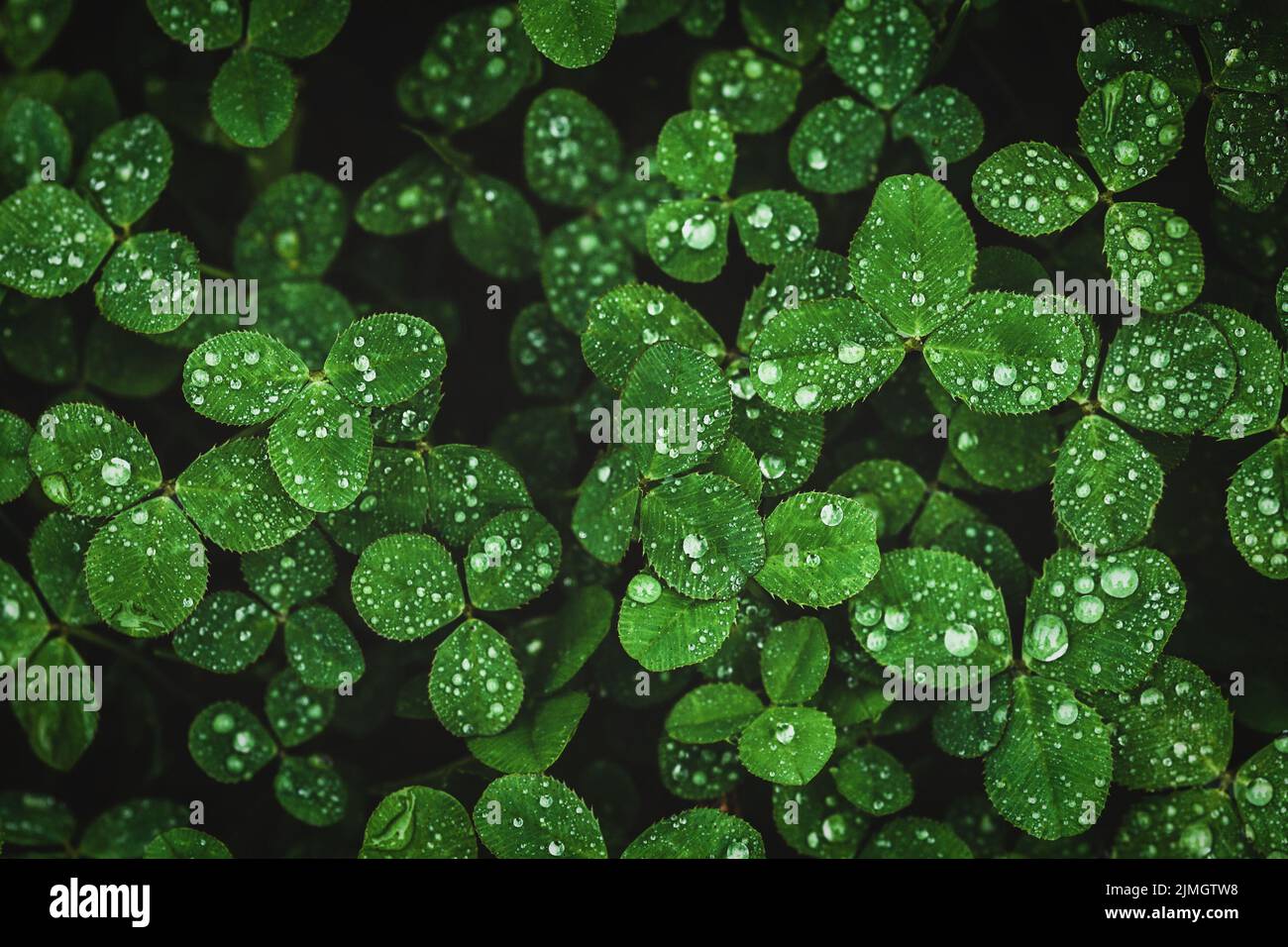 Dark green clover leaves wet with rain, moody clover background Stock ...