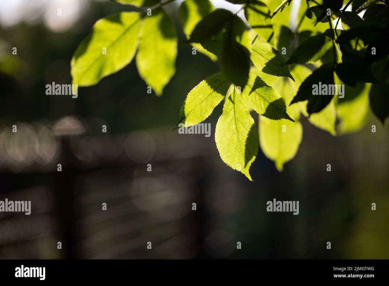 Fresh clean nature hi-res stock photography and images - Alamy