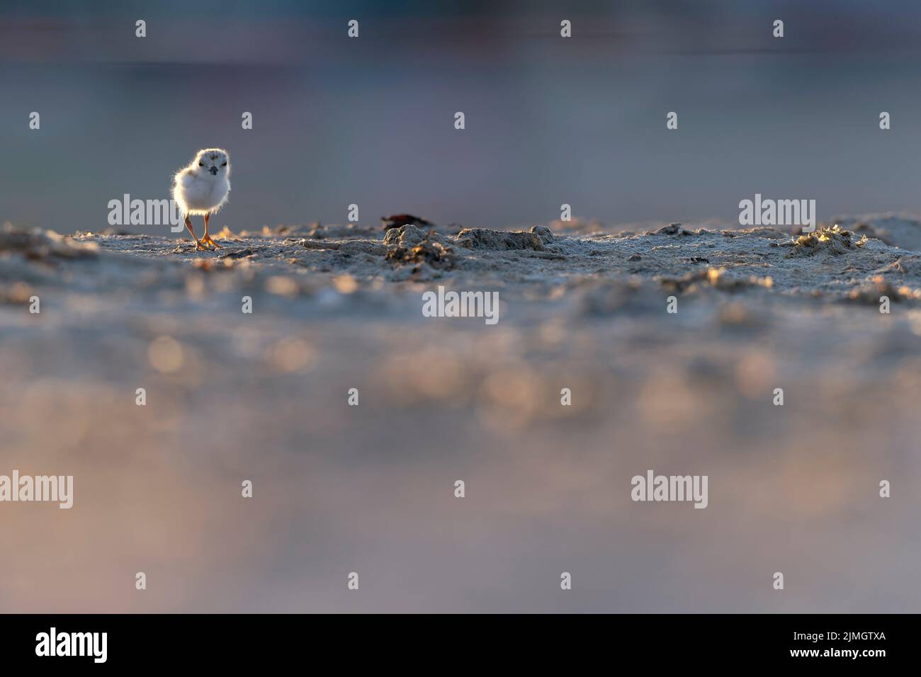 A piping plover (Charadrius melodus) fledgling foraging back lit in the ...