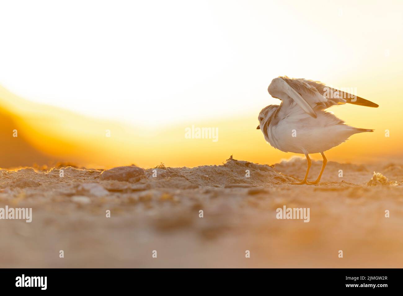 A piping plover (Charadrius melodus) adult foraging back lit in the ...