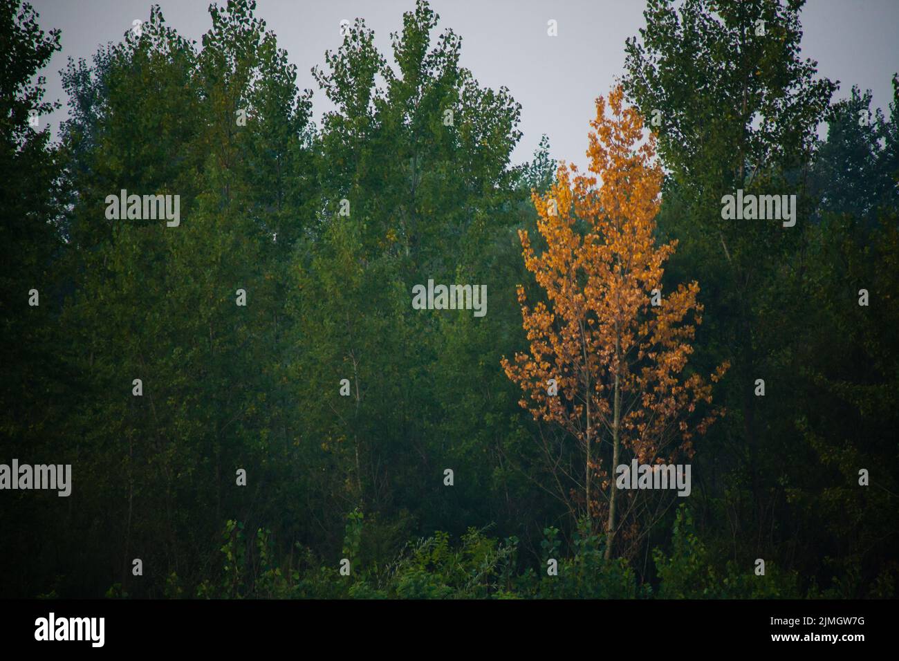 Dense forest with canopies of green trees and one colorful yellow ...