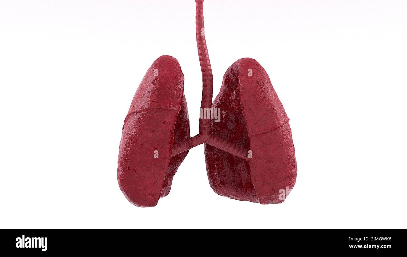 Breathing lungs concept hi-res stock photography and images - Alamy