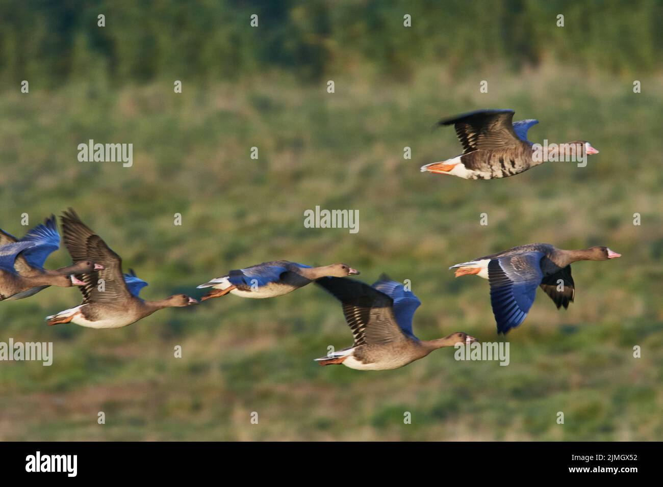Greater white-fronted goose and Bean goose Stock Photo - Alamy