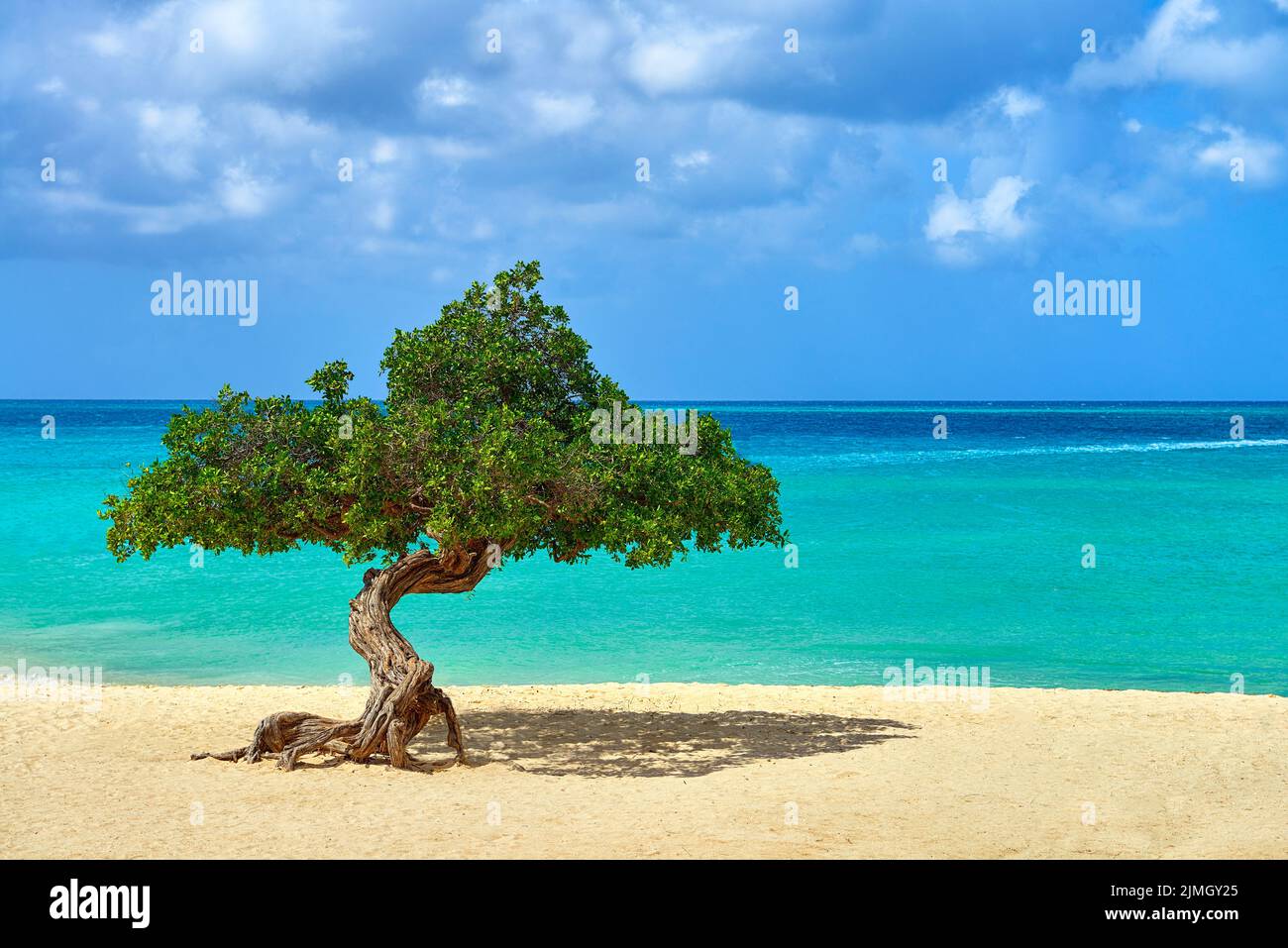 A twisted tree on a sandy beach near clear and tranquil ocean water ...