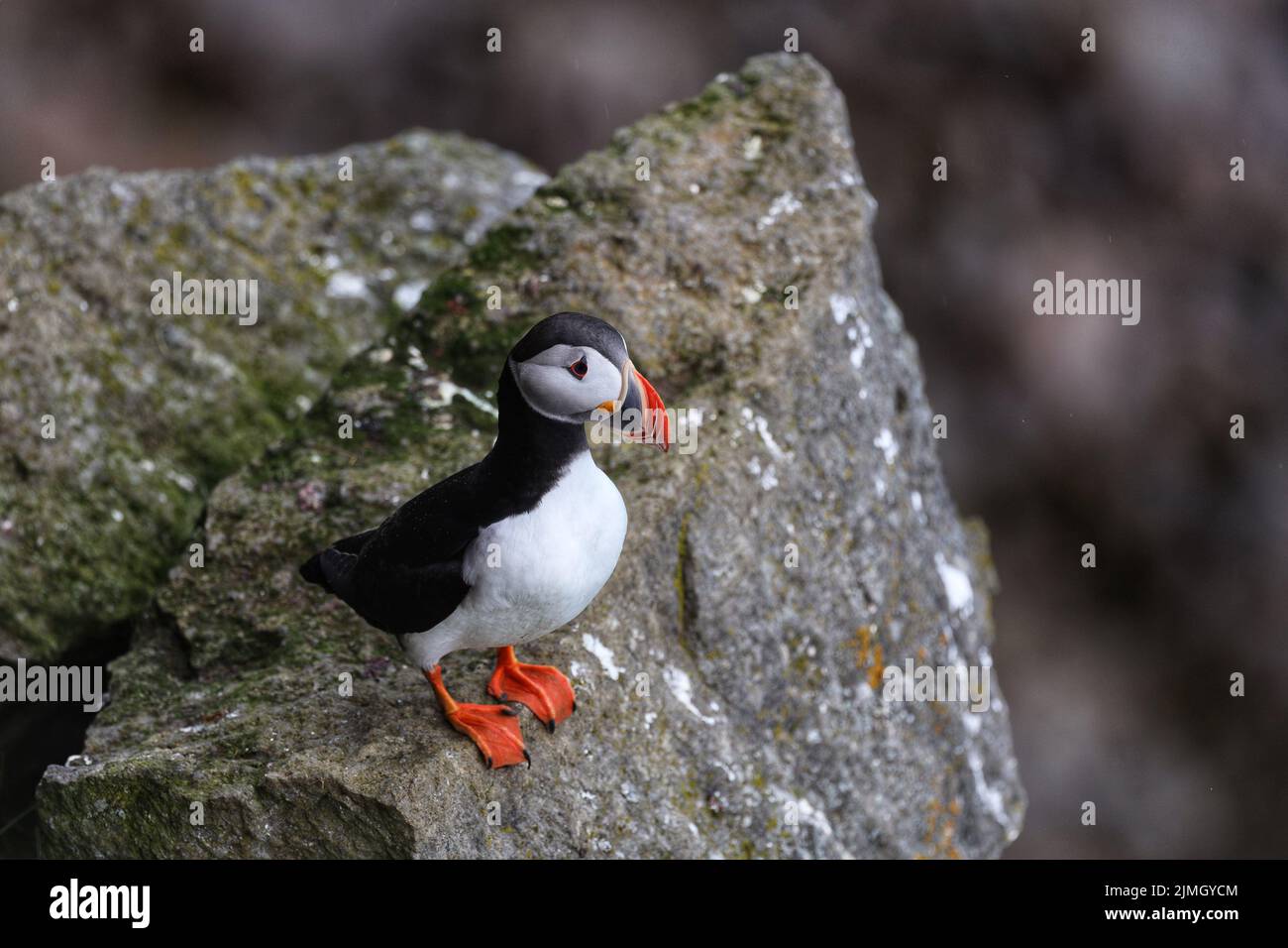 Puffins nest in burrows on rocky islands with short vegetation, and on ...