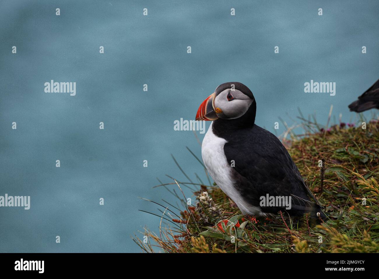 Puffins nest in burrows on rocky islands with short vegetation, and on ...