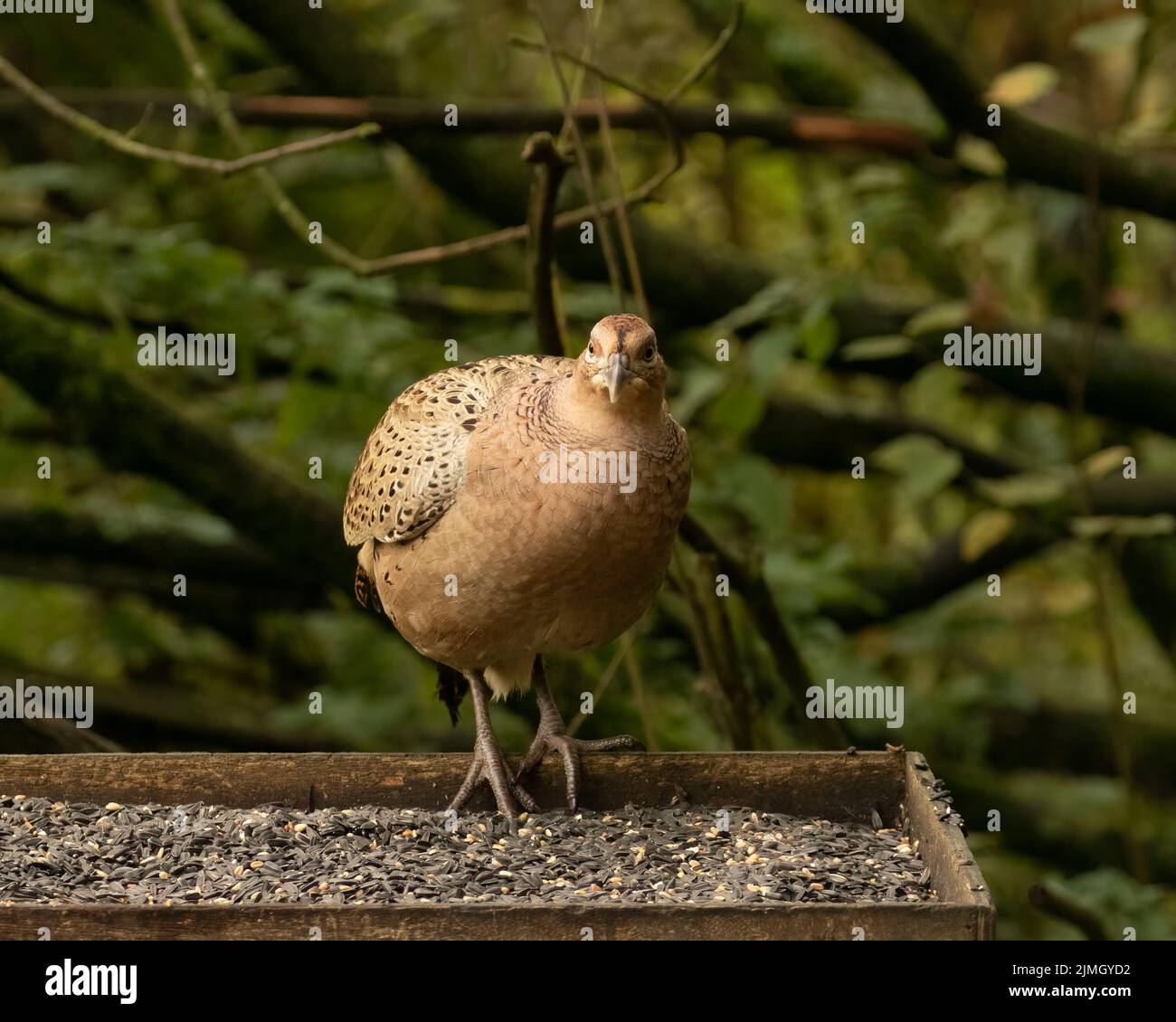 A selective of a female ring-necked pheasant hen (Phasianus colchicus) on a feeder Stock Photo ...