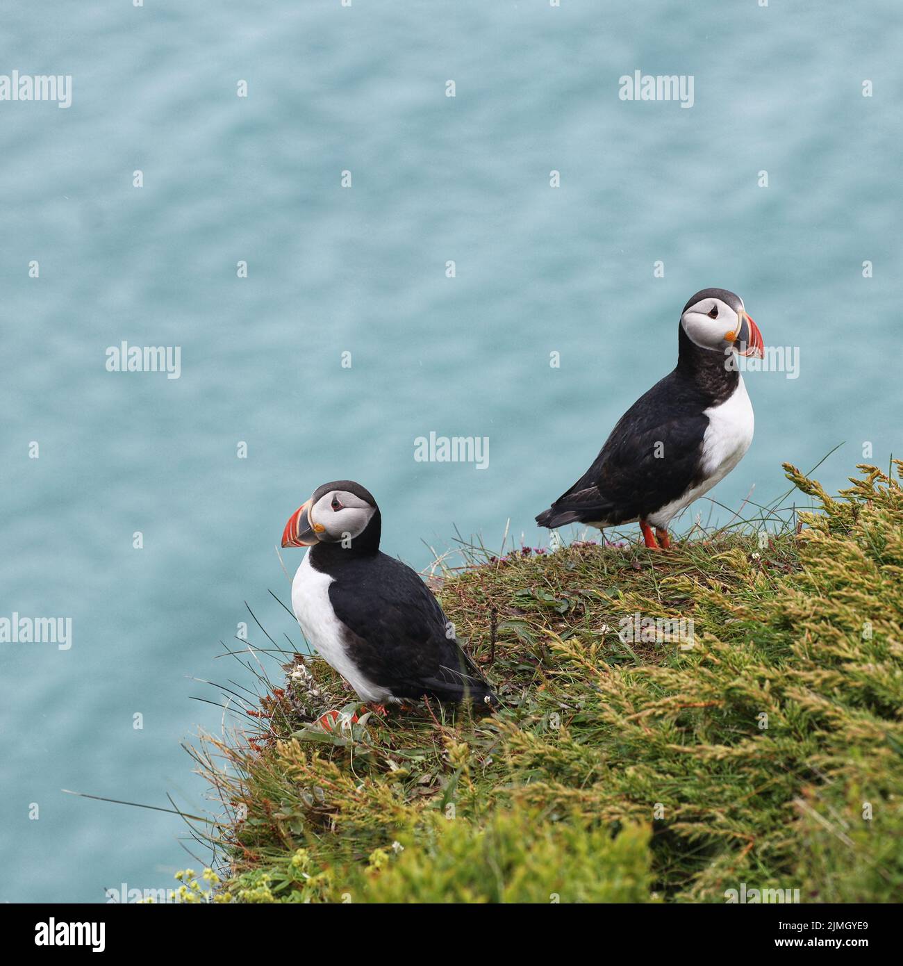 Puffins nest in burrows on rocky islands with short vegetation, and on ...