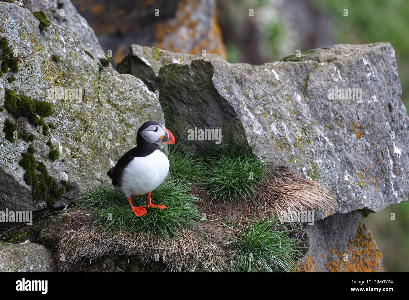 Puffins nest in burrows on rocky islands with short vegetation, and on ...