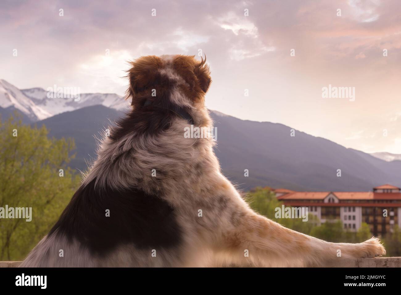Big dog overlooking sunset town and mountains Stock Photo - Alamy