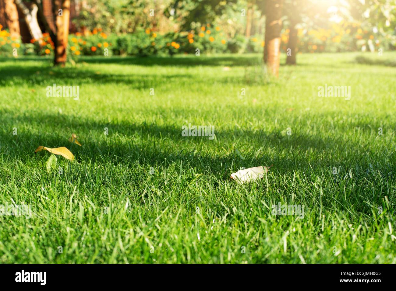 Mowed green backyard grass under trees closeup view Stock Photo - Alamy