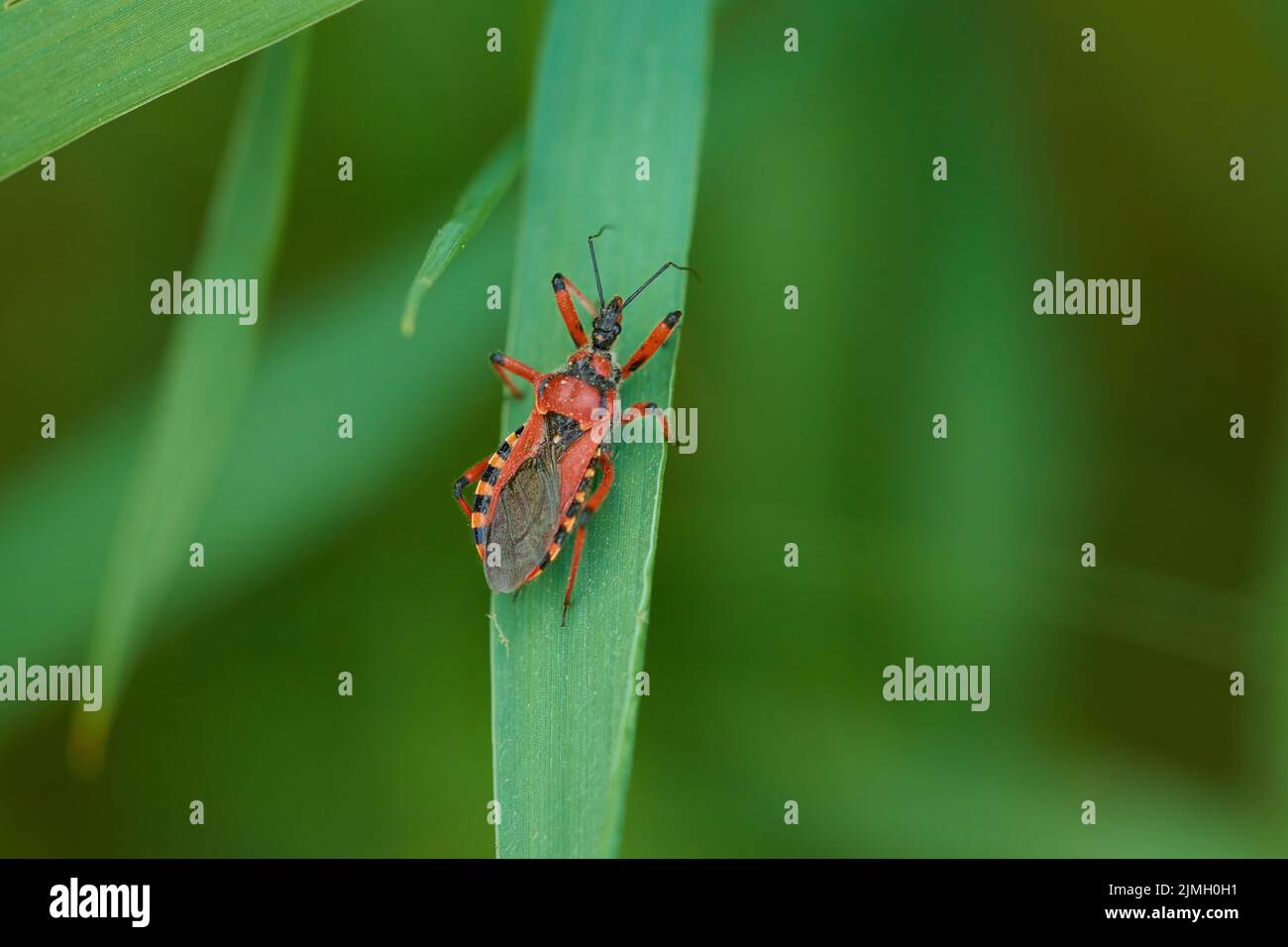 Rhynocoris hi-res stock photography and images - Alamy